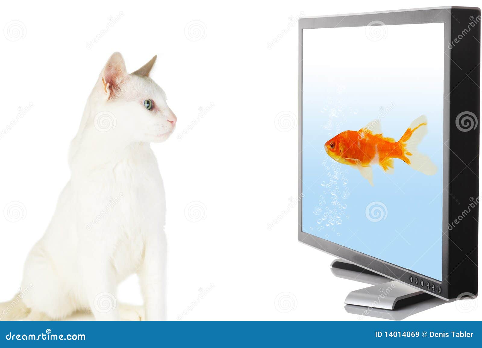 Cat looking at fish stock image. Image of orange, pets - 14014069