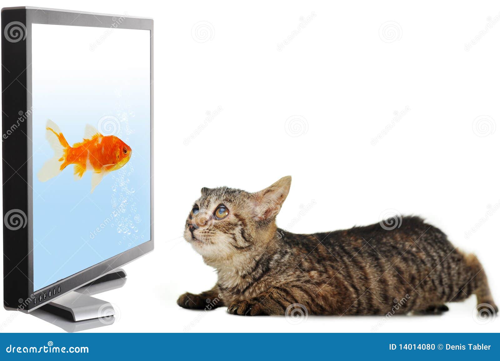Cat looking at fish stock photo. Image of liquid, eyes - 14014080