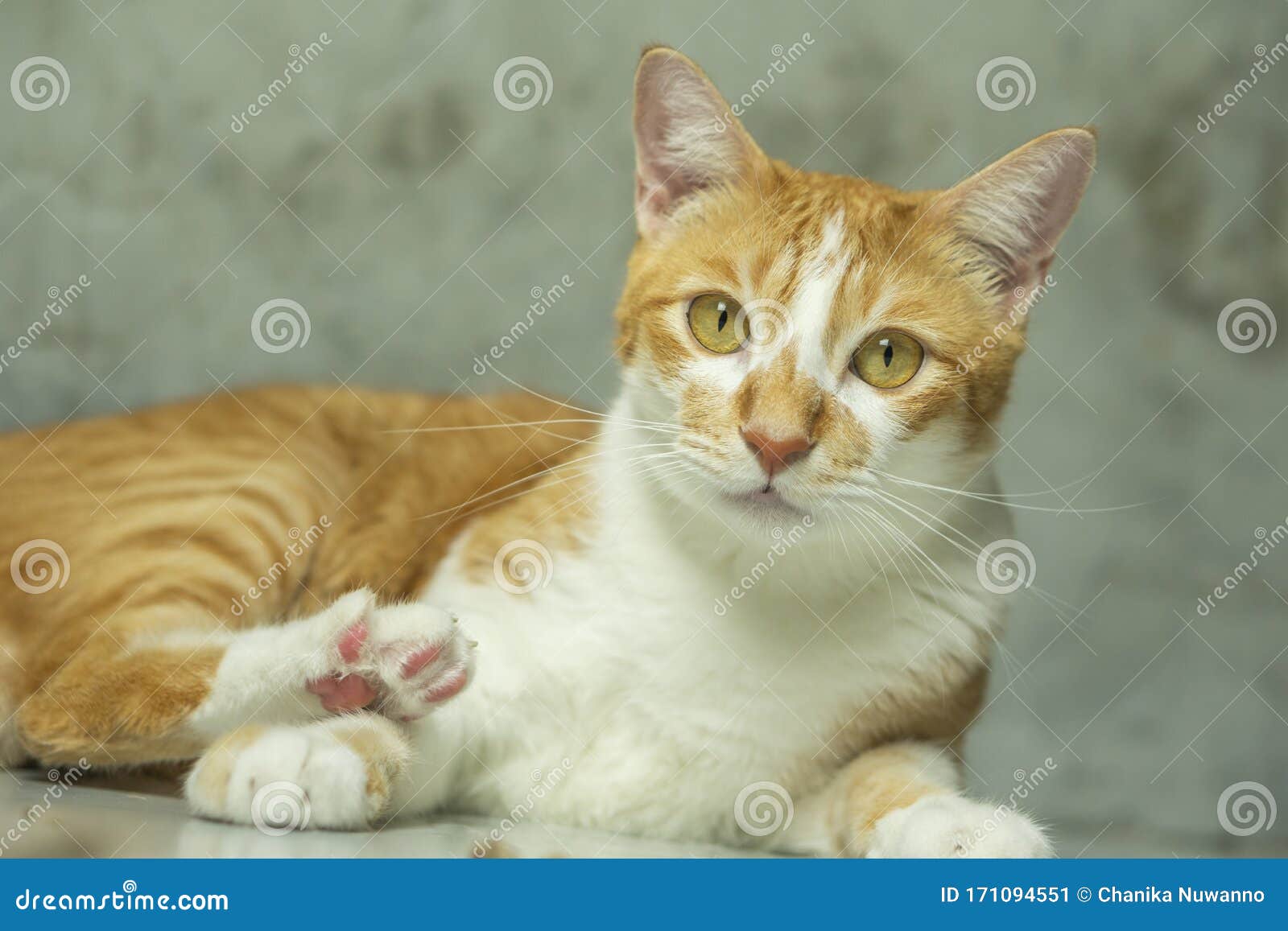 The Cat is Looking Forward and Looking Cute Stock Image - Image of ...