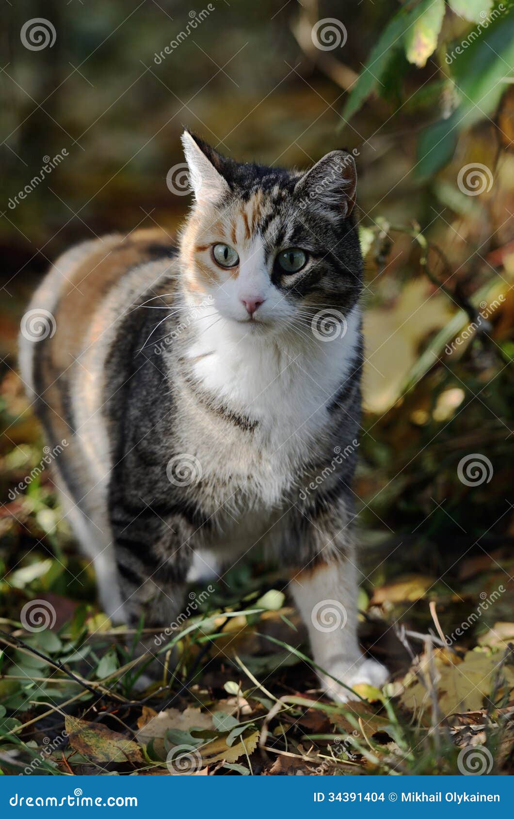 Cat Looking Forward in the Forest Stock Photo - Image of curiosity ...