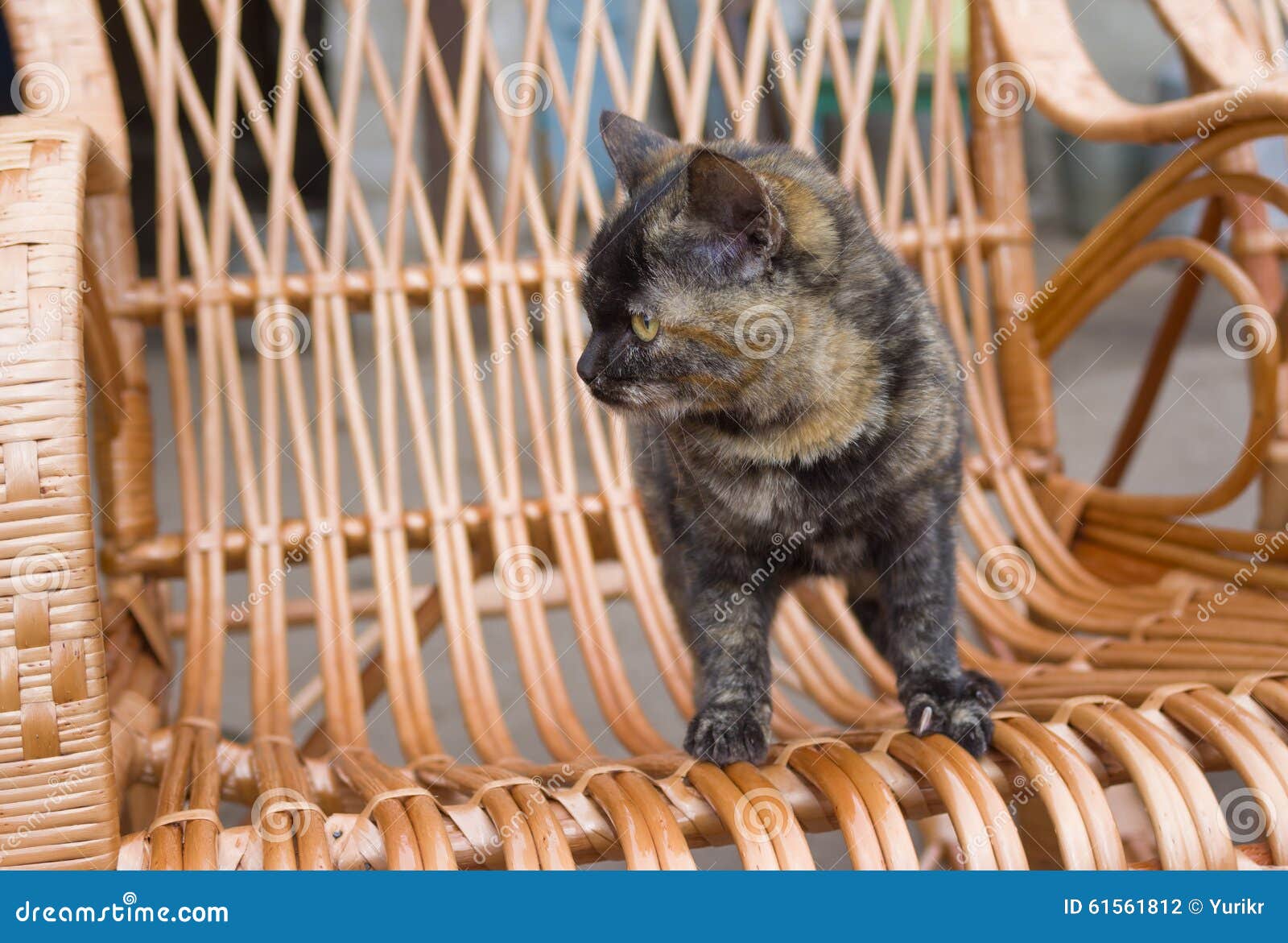 Cat Looking Fun Wicker Furniture Stock Photos - Free & Royalty-Free ...