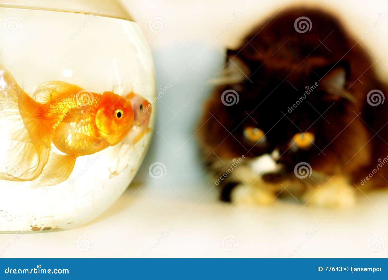 Cat looking at gold fish stock image. Image of color, underwater - 77643