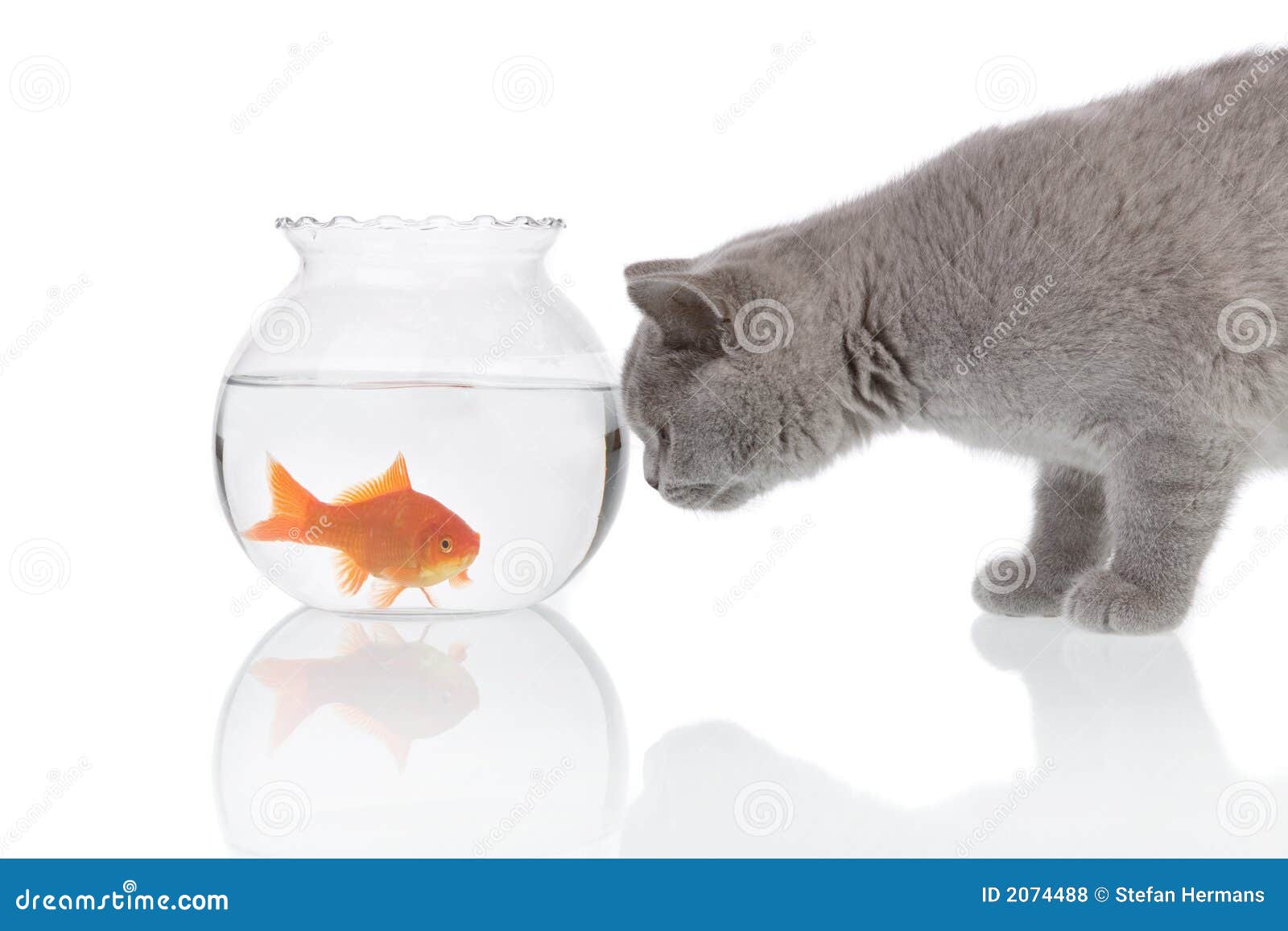 Goldfish 3 Photos - Free & Royalty-Free Stock Photos from Dreamstime