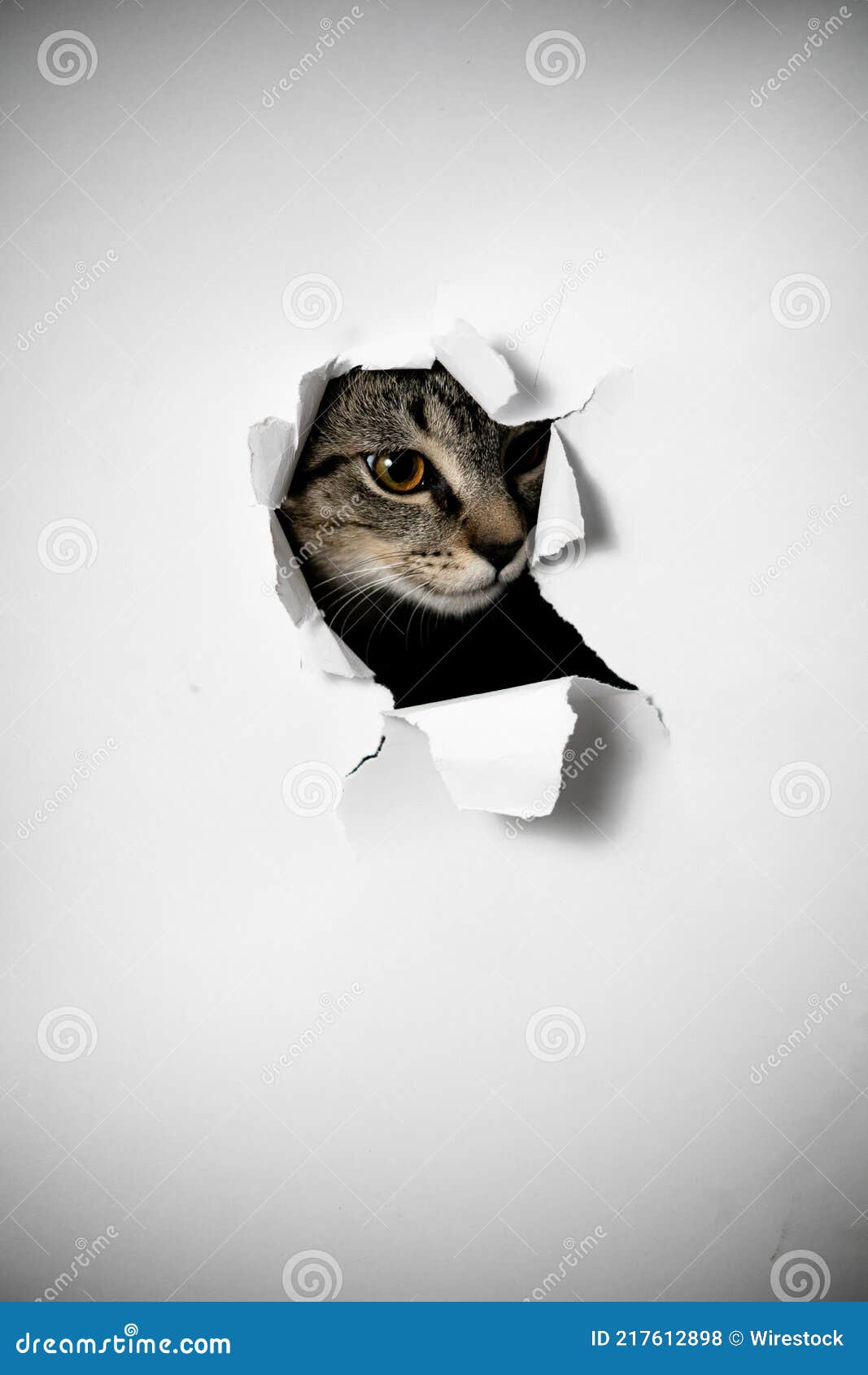 Cat Looking through the Hole in the Torn Paper Stock Photo - Image of ...