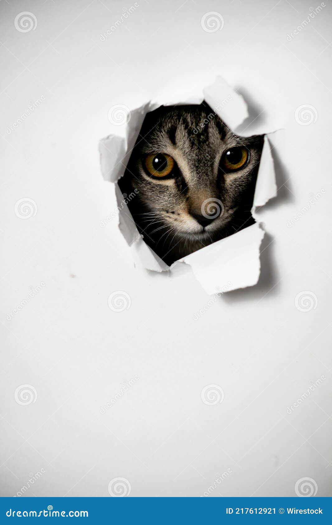 Cat Looking through the Hole in the Torn Paper Stock Image - Image of ...