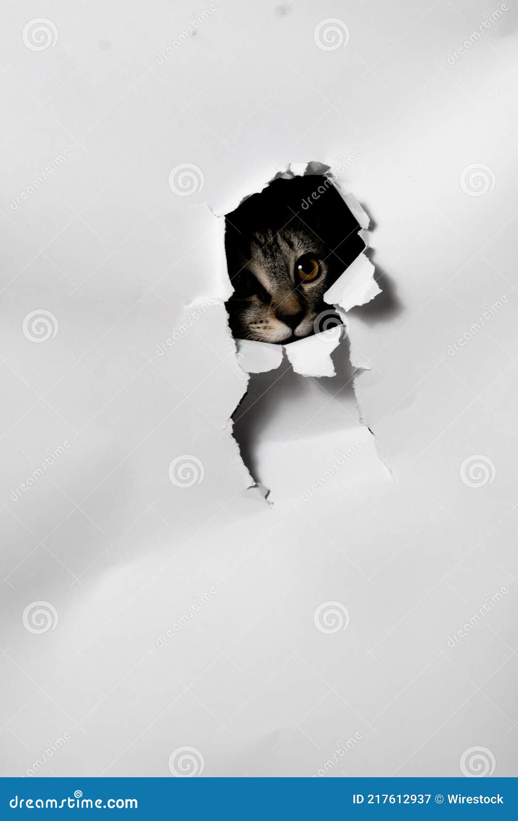 Cat Looking through the Hole in the Torn Paper Stock Image - Image of ...