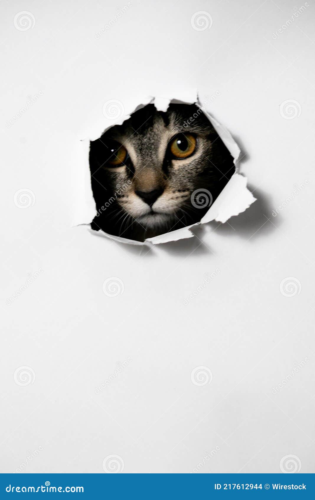 Cat Looking through the Hole in the Torn Paper Stock Photo - Image of ...