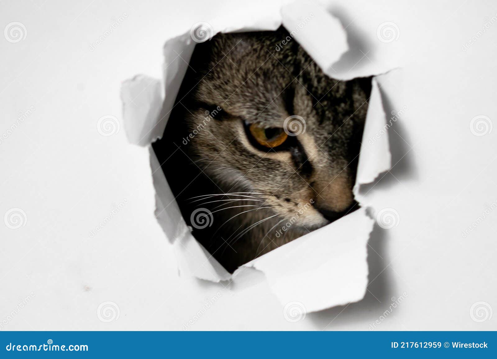 Cat Looking through the Hole in the Torn Paper Stock Image - Image of ...