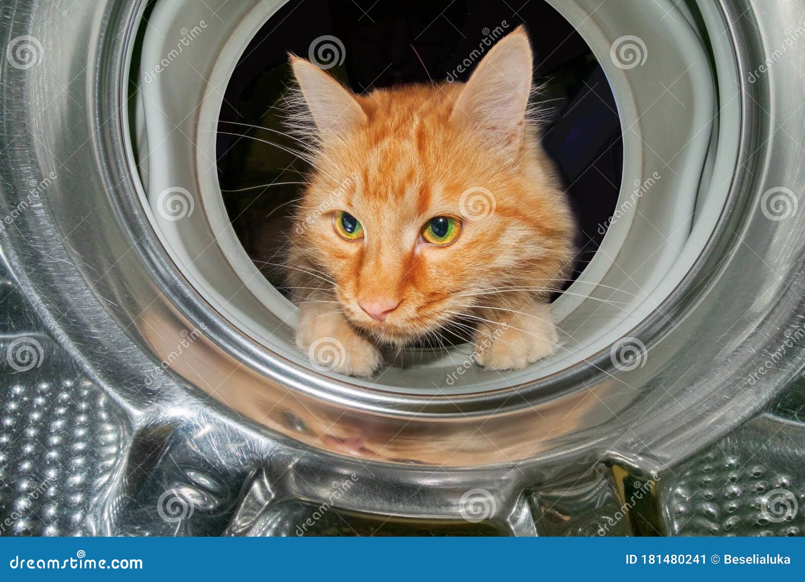 Cat is Looking Inside a Washing Machine Stock Image - Image of inside ...