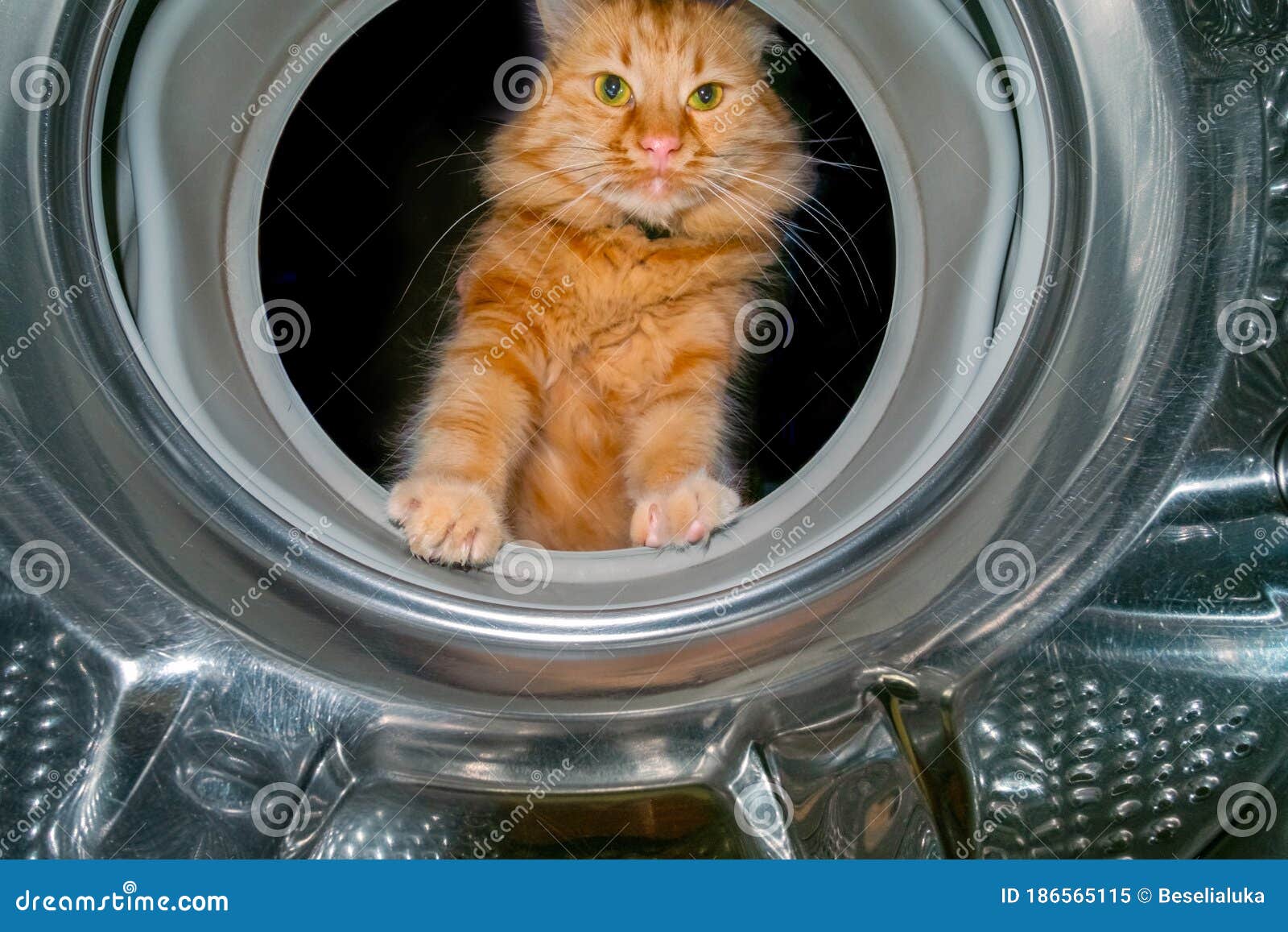 Cat is Looking Inside a Washing Machine Stock Image - Image of circle ...