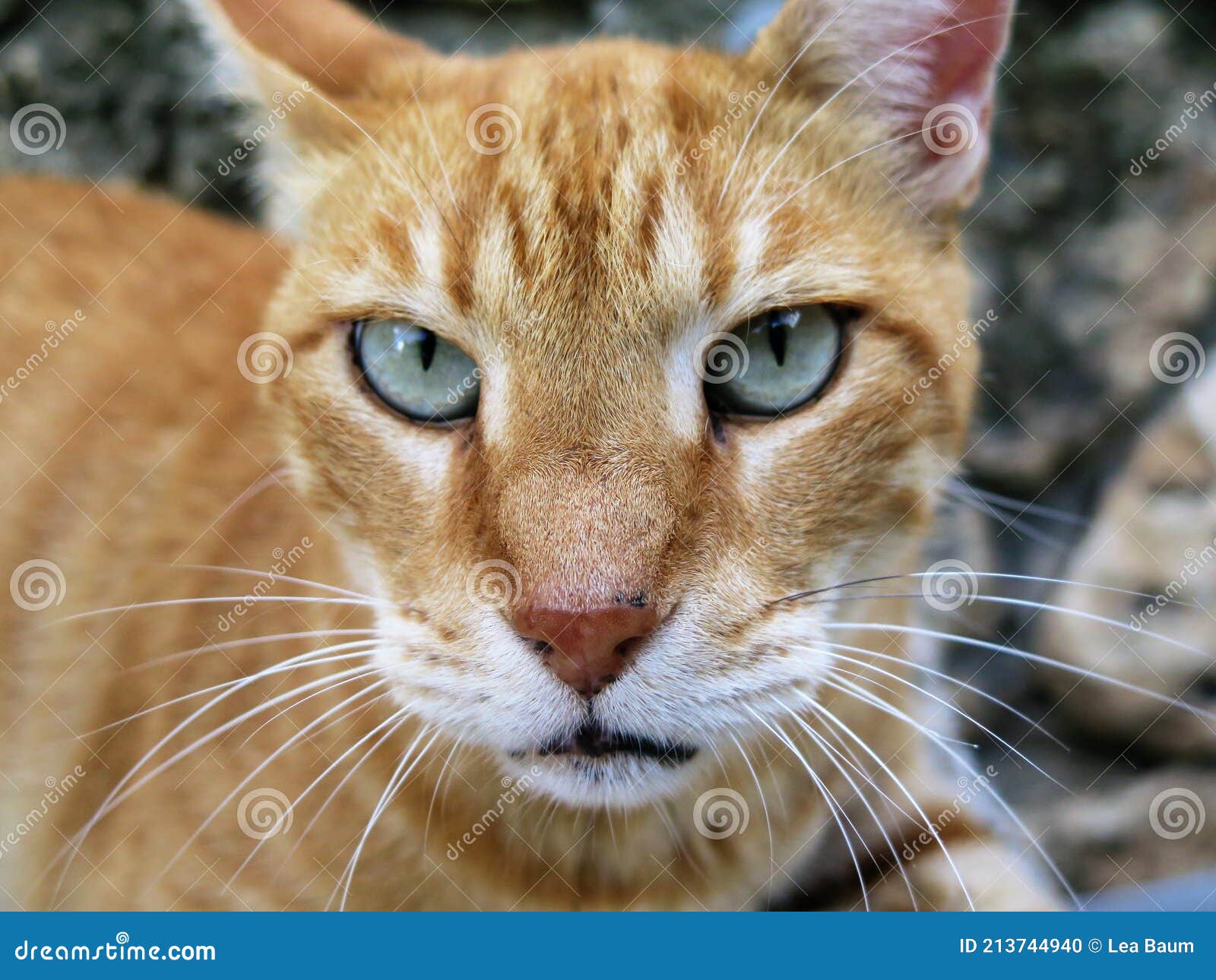 Cat Staring Intensely To the Camera Stock Photo - Image of eyes, eating ...