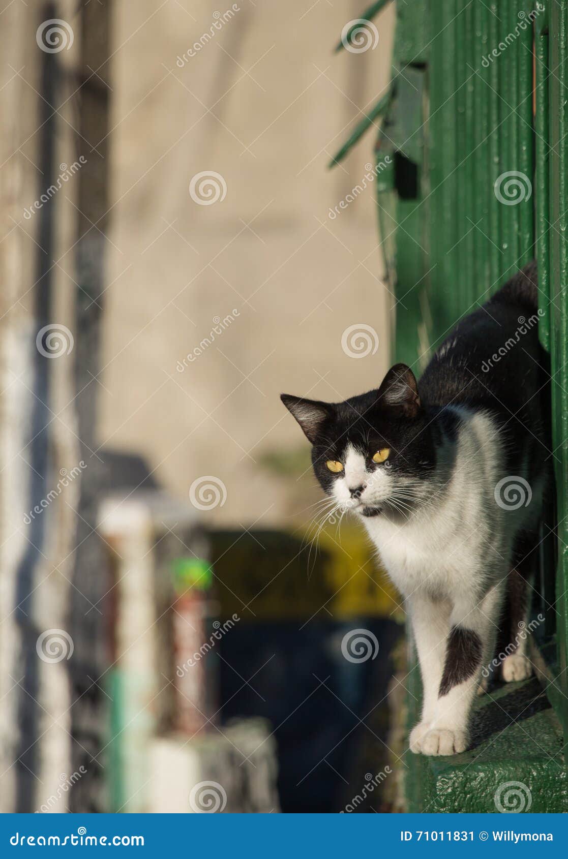 Cat Stan Stock Photos - Free & Royalty-Free Stock Photos from Dreamstime