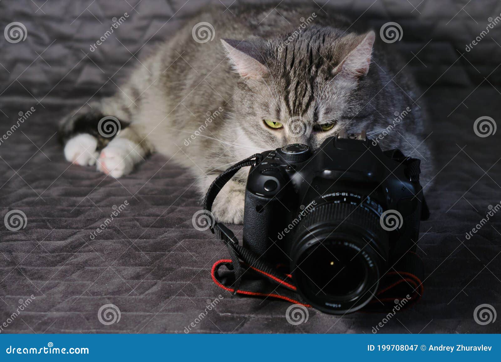 Cat Looking at Large Camera Display Stock Image - Image of large, model ...
