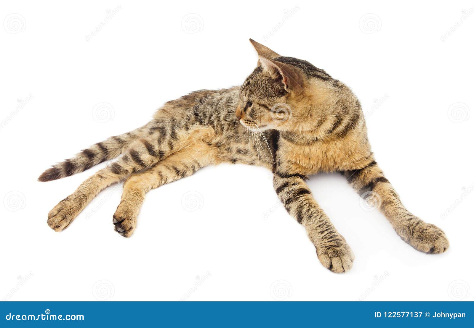 Cat Looking Left Stock Photos - Royalty Free Images