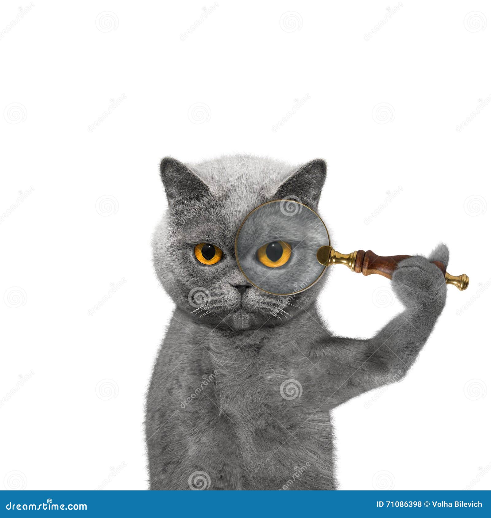 Cat Looking through a Magnifying Glass Magnifier Stock Photo - Image of ...