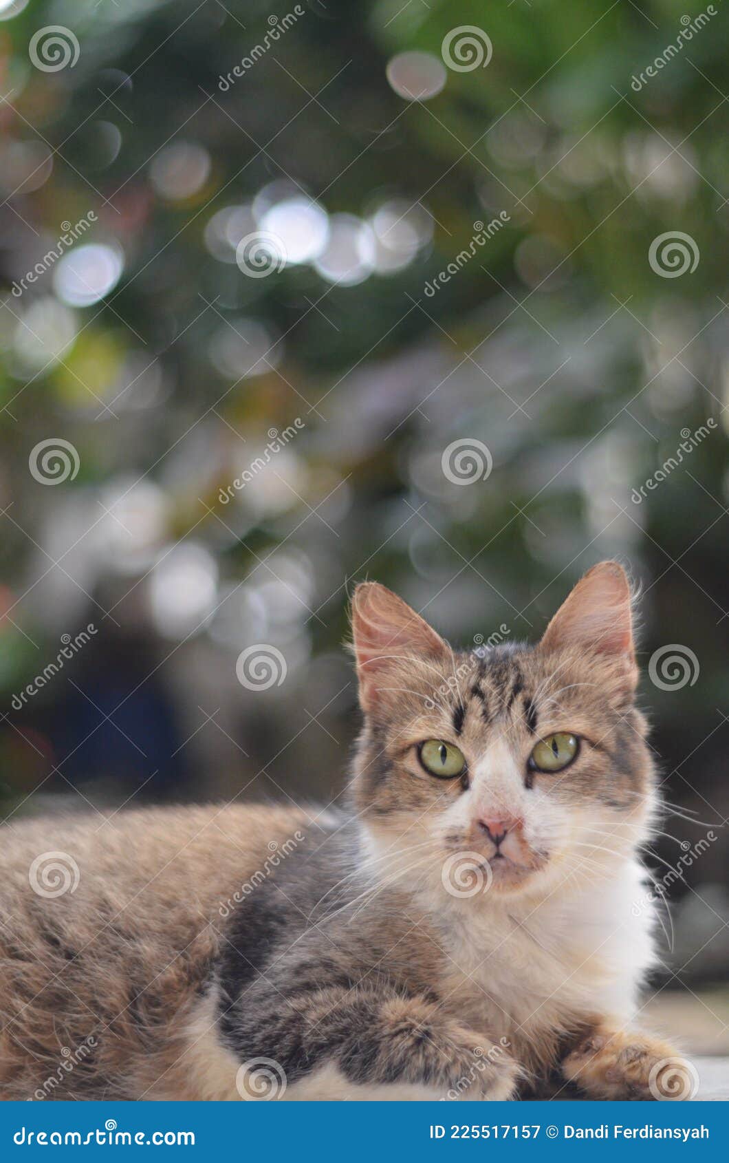Cat looking at me stock image. Image of wildcat, grass - 225517157