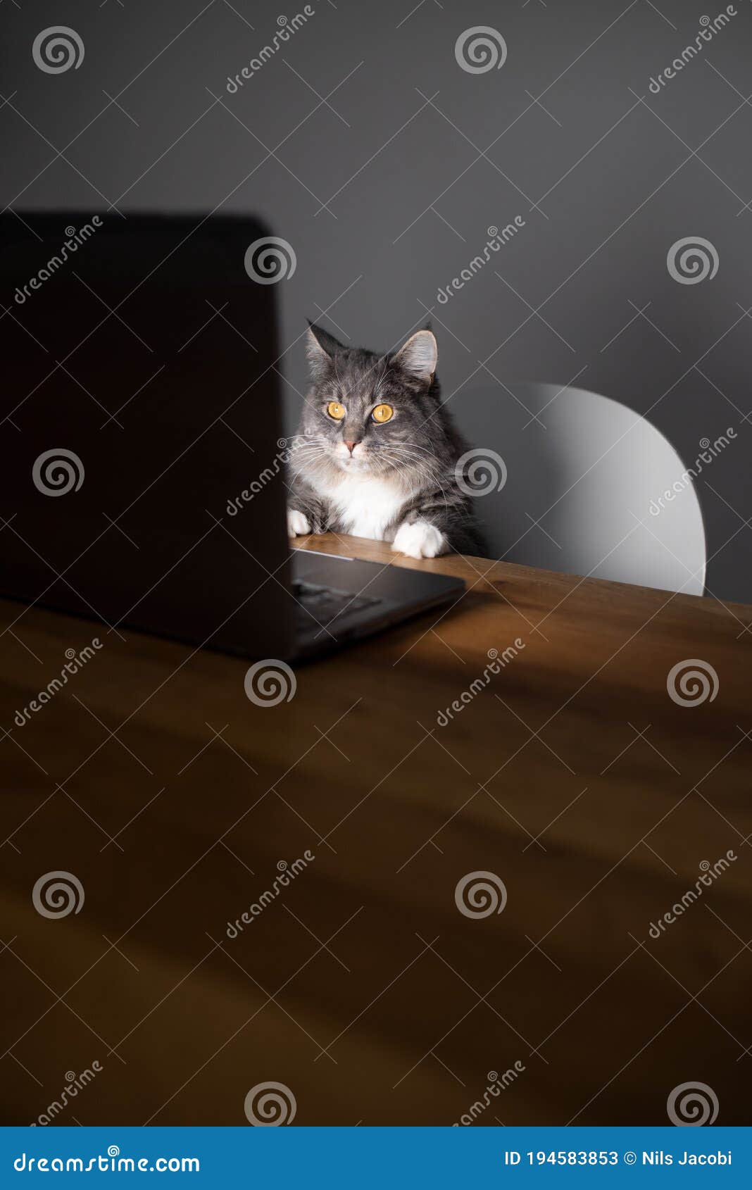 Cat Looking at Notebook Computer Screen Stock Image - Image of curious ...