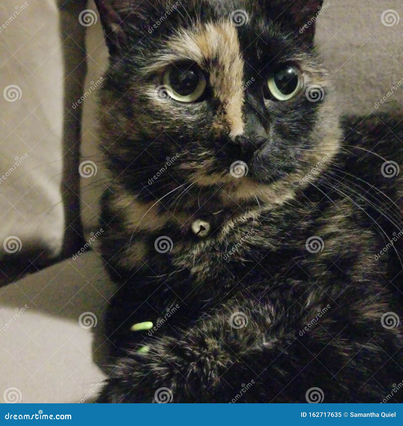 Cat Looking Off into the Distance Stock Image - Image of eyes, distance ...