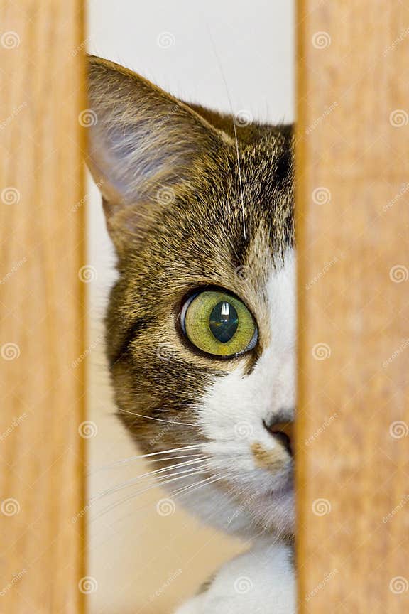 Cat looking with one eye stock image. Image of indoor - 13438541