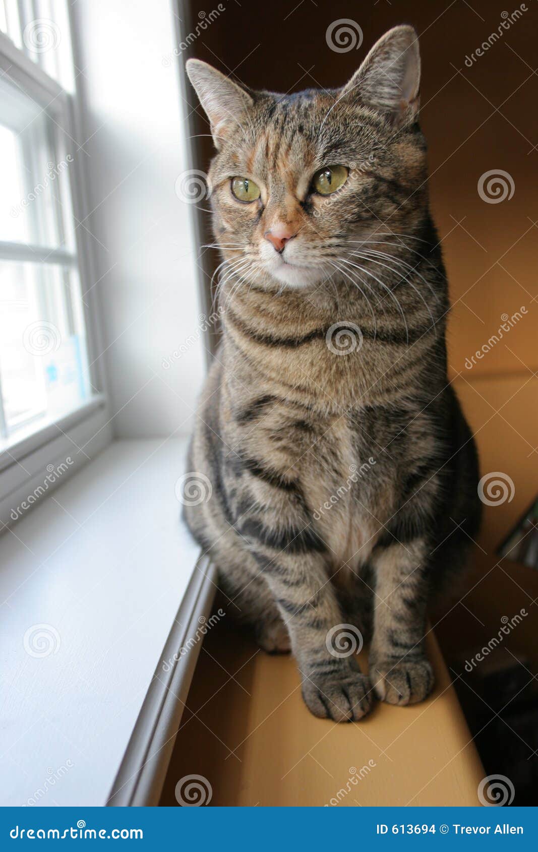 Cat Looking out Window stock photo. Image of stare, nose - 613694