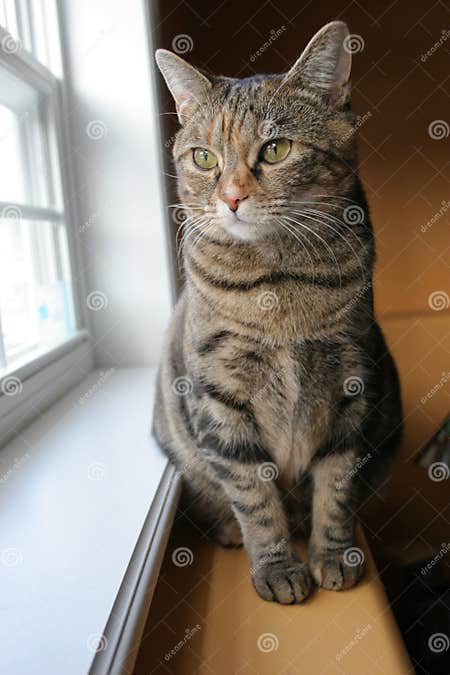 Cat Looking out Window stock photo. Image of stare, nose - 613694