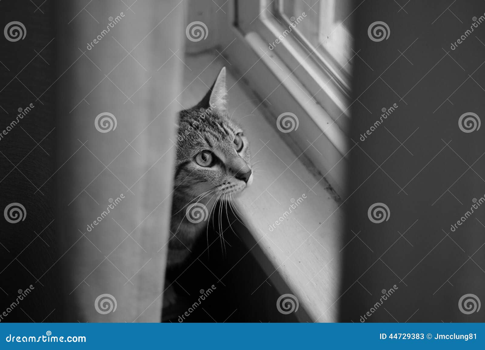 Cat looking out window stock image. Image of adult, animal - 44729383