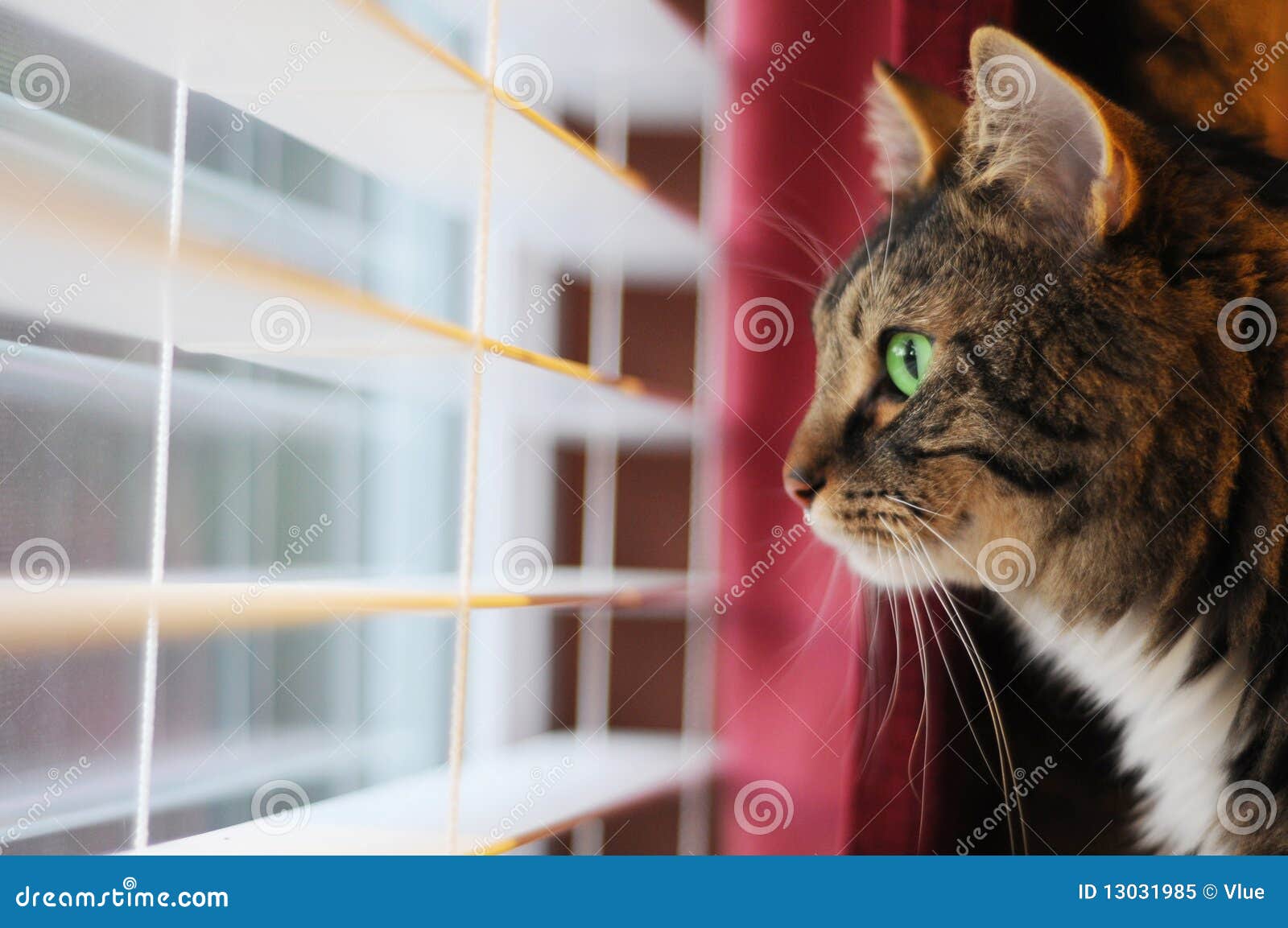 302 Sad Cat Looking Out Window Photos - Free & Royalty-Free Stock ...