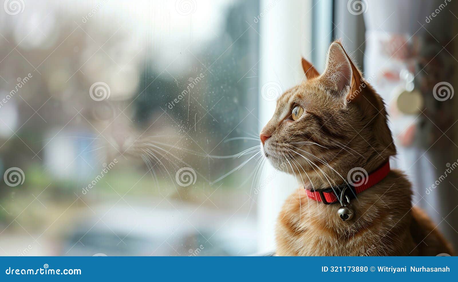 Cat Looking Out the Window at Home. Generative Ai Stock Illustration ...