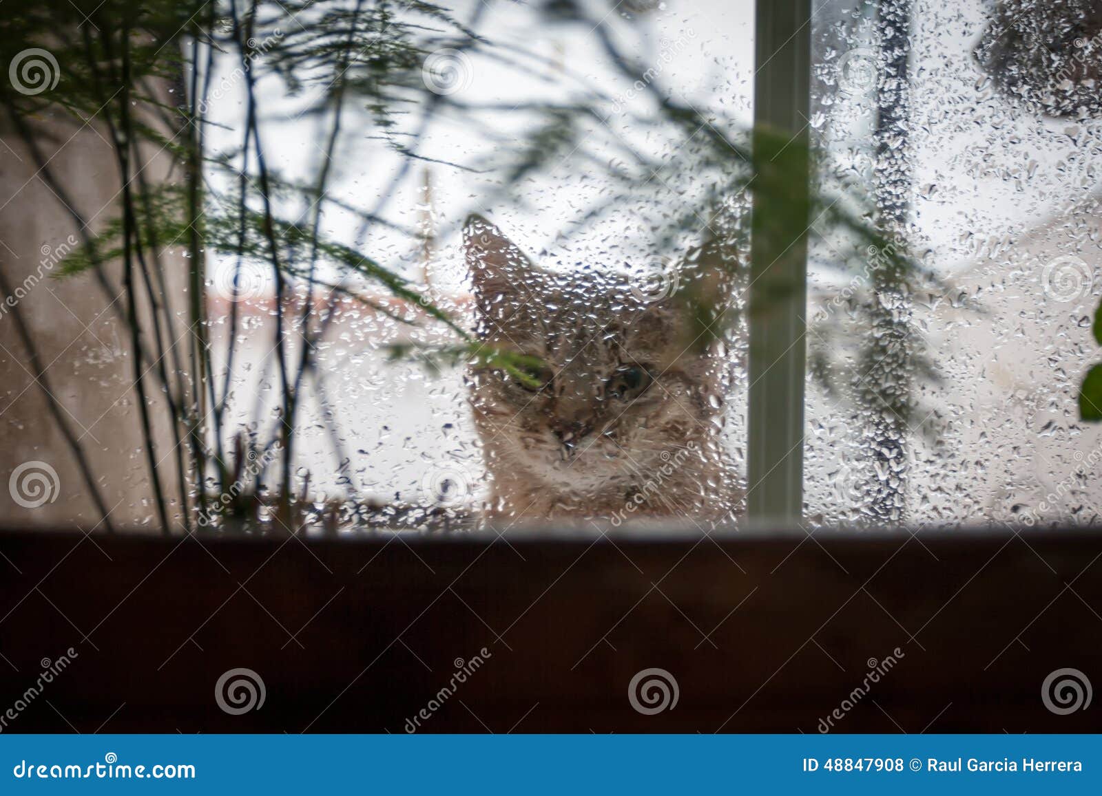 Cat Looking Out the Window at the Rain Stock Photo - Image of kitty ...