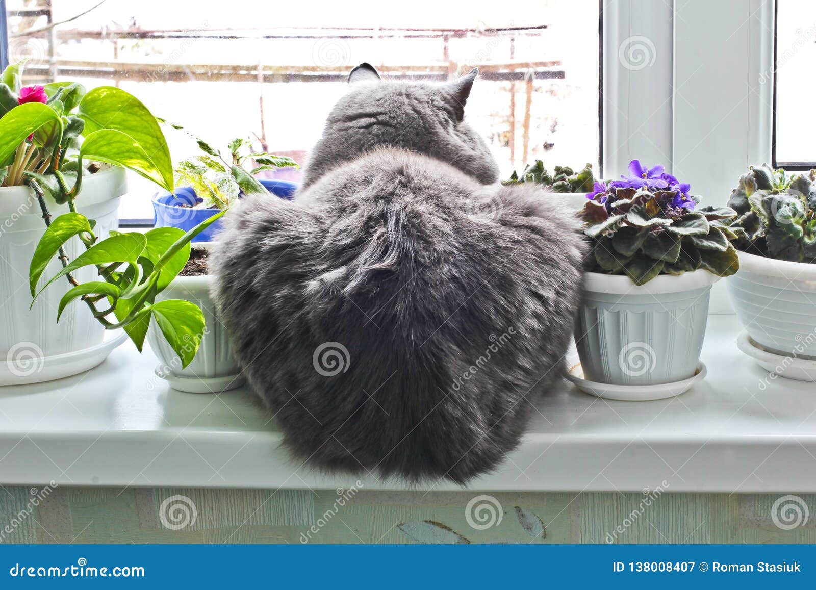 Cat looking out the window stock image. Image of dull - 138008407