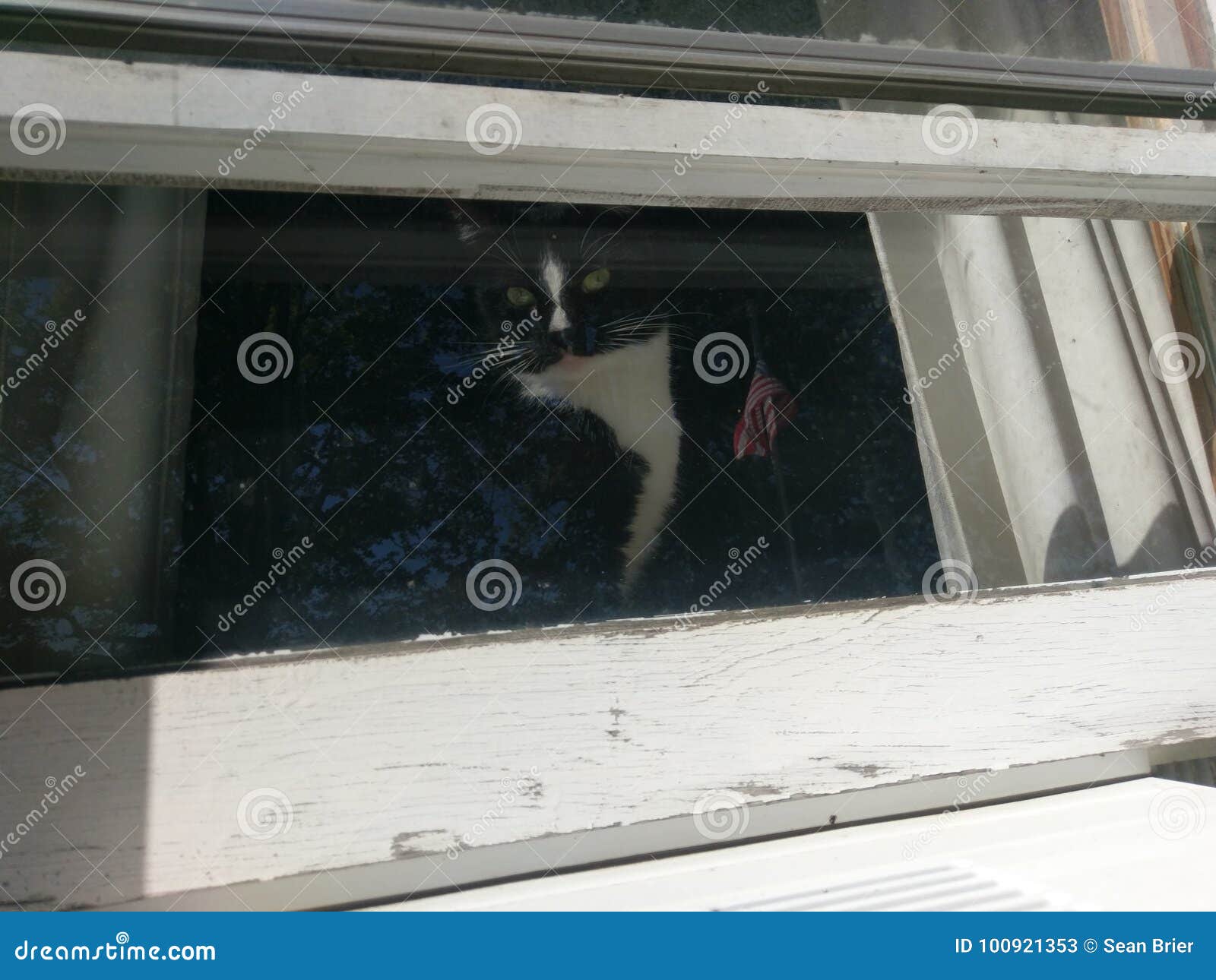 Cat looking out window stock image. Image of window - 100921353