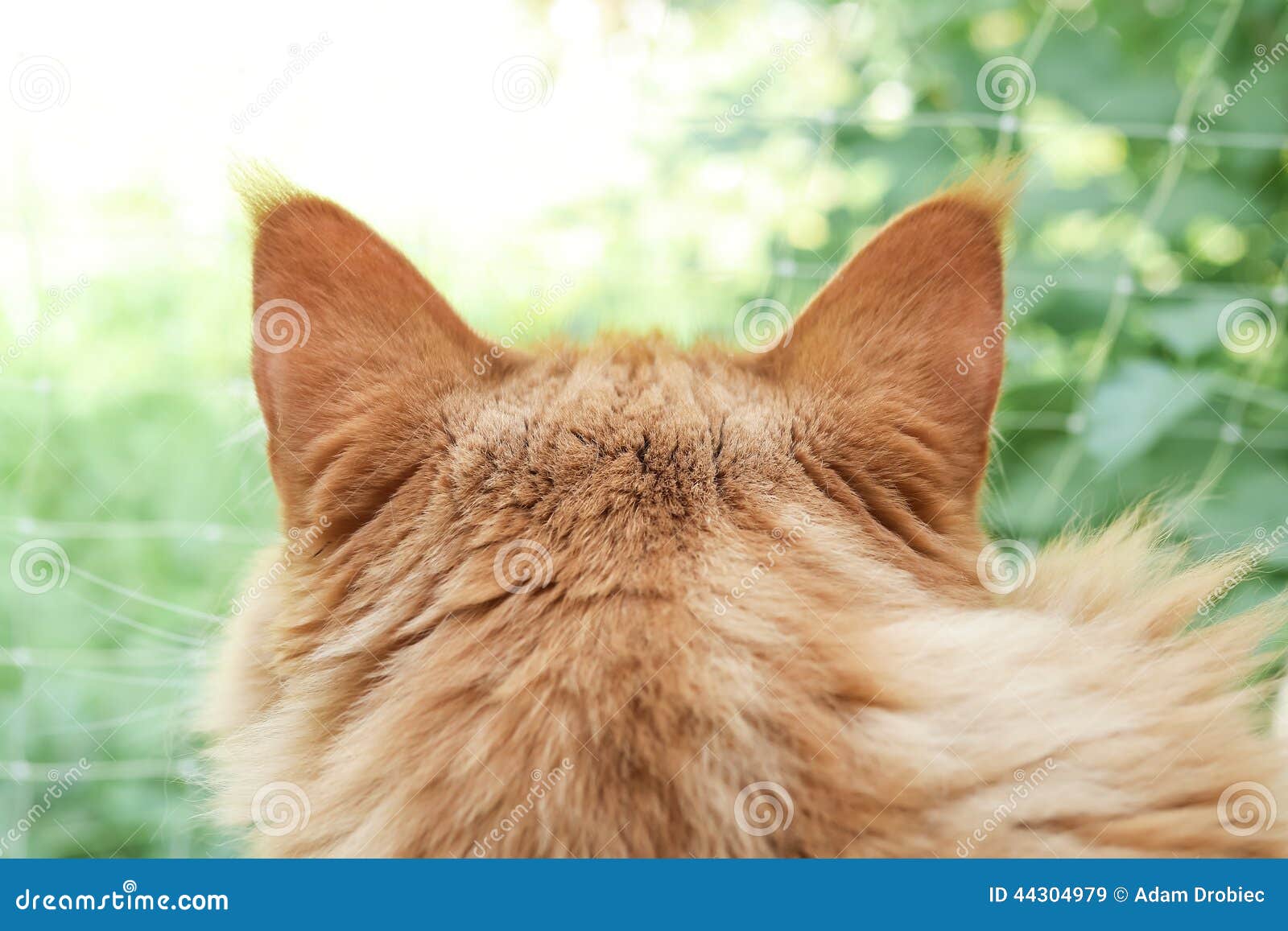 Cat looking outside stock image. Image of domestic, chair - 44304979