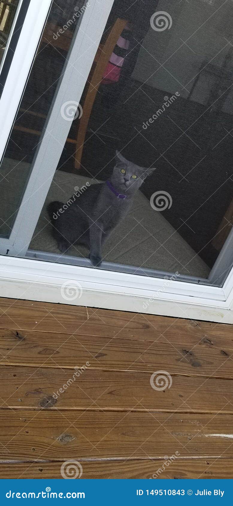 Cat looking outside door stock image. Image of outside - 149510843
