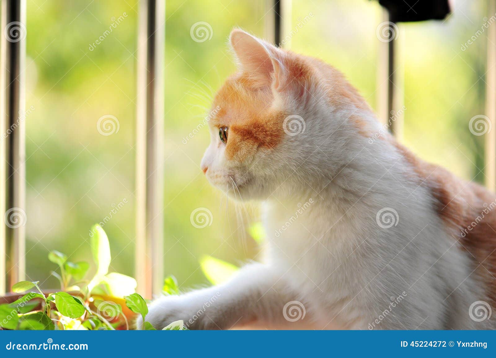Cat looking outside stock photo. Image of green, german - 45224272