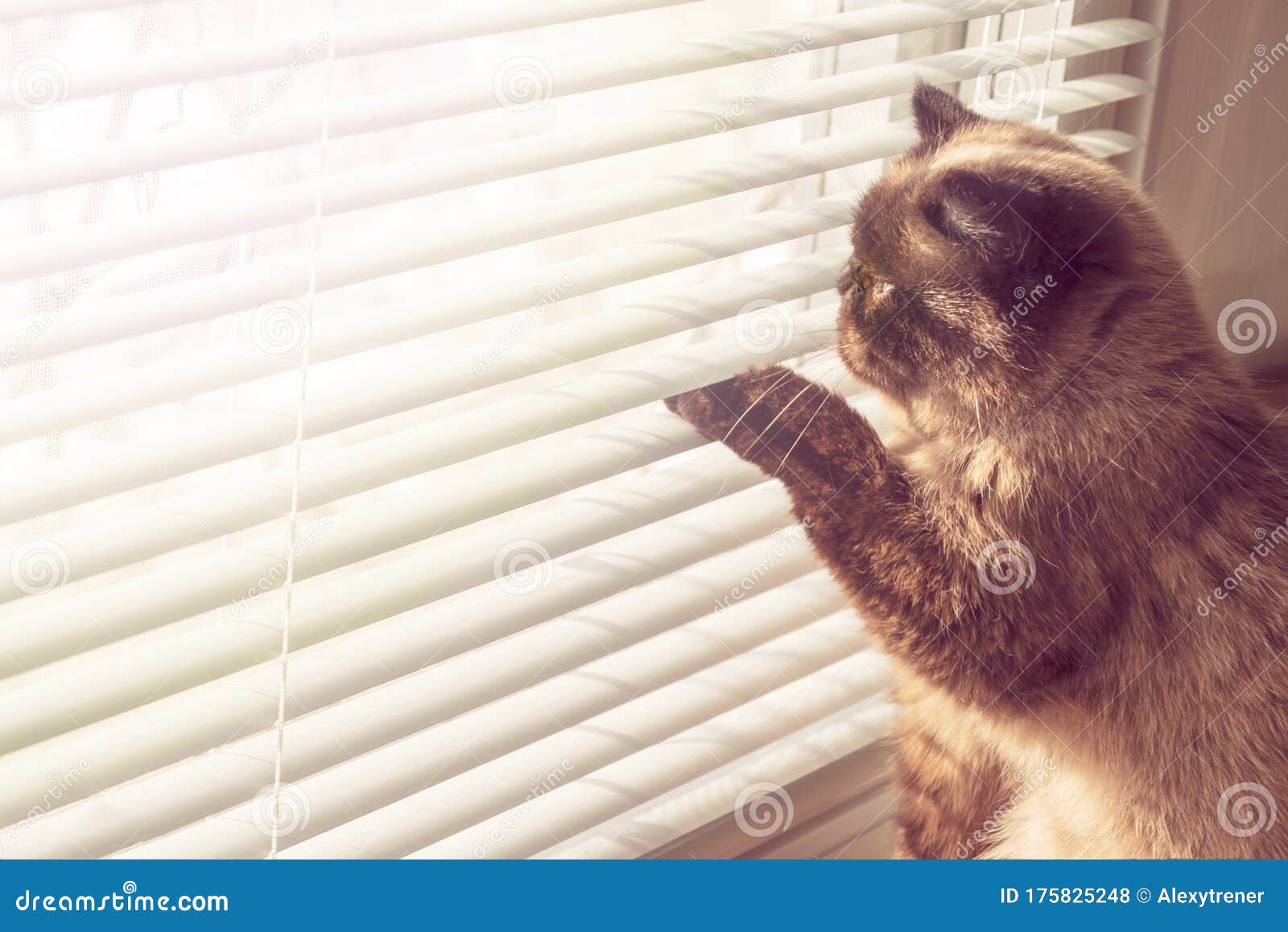 Cat Looking Outside through Window Blinds. Cat in the Sun Rays Stock ...