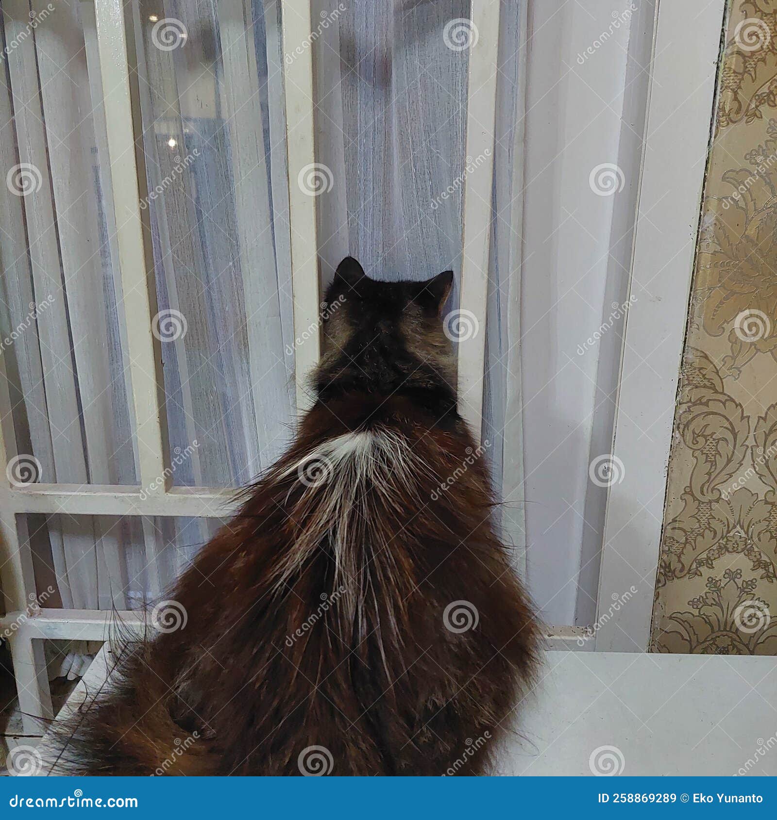 The Cat is Looking at the Outside from the Window Stock Image - Image ...
