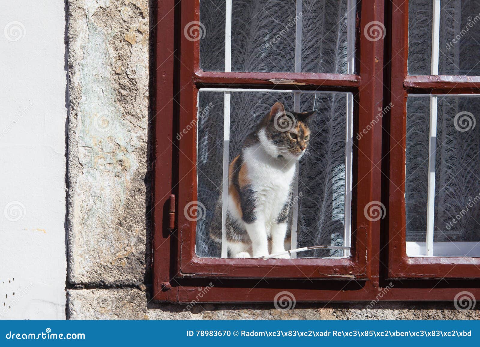 Cat Looking Outside through the Window Stock Photo - Image of carpet ...