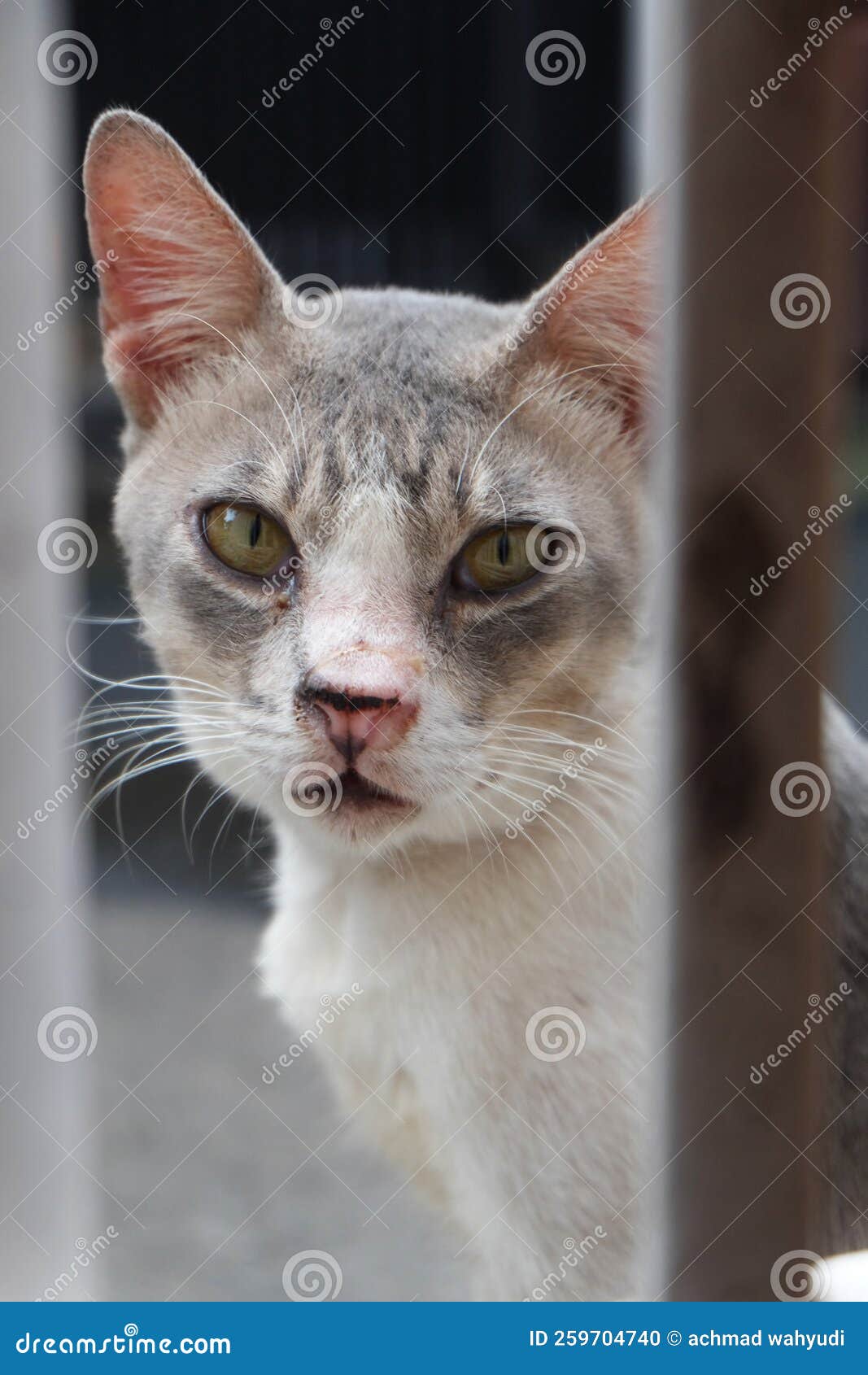 Cat looking over the fence stock photo. Image of small - 259704740