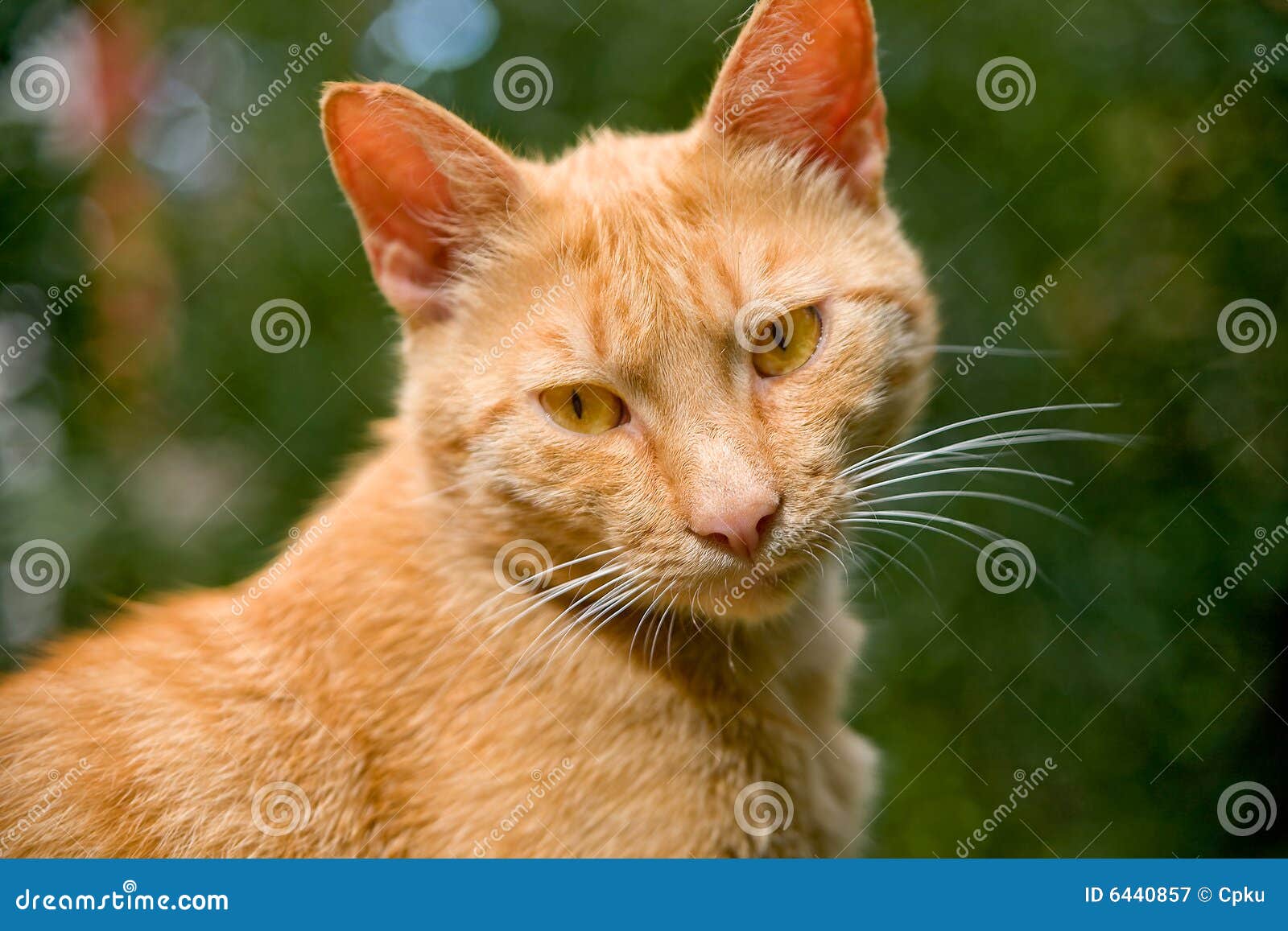 Cat looking over shoulder stock image. Image of warm, grass - 6440857