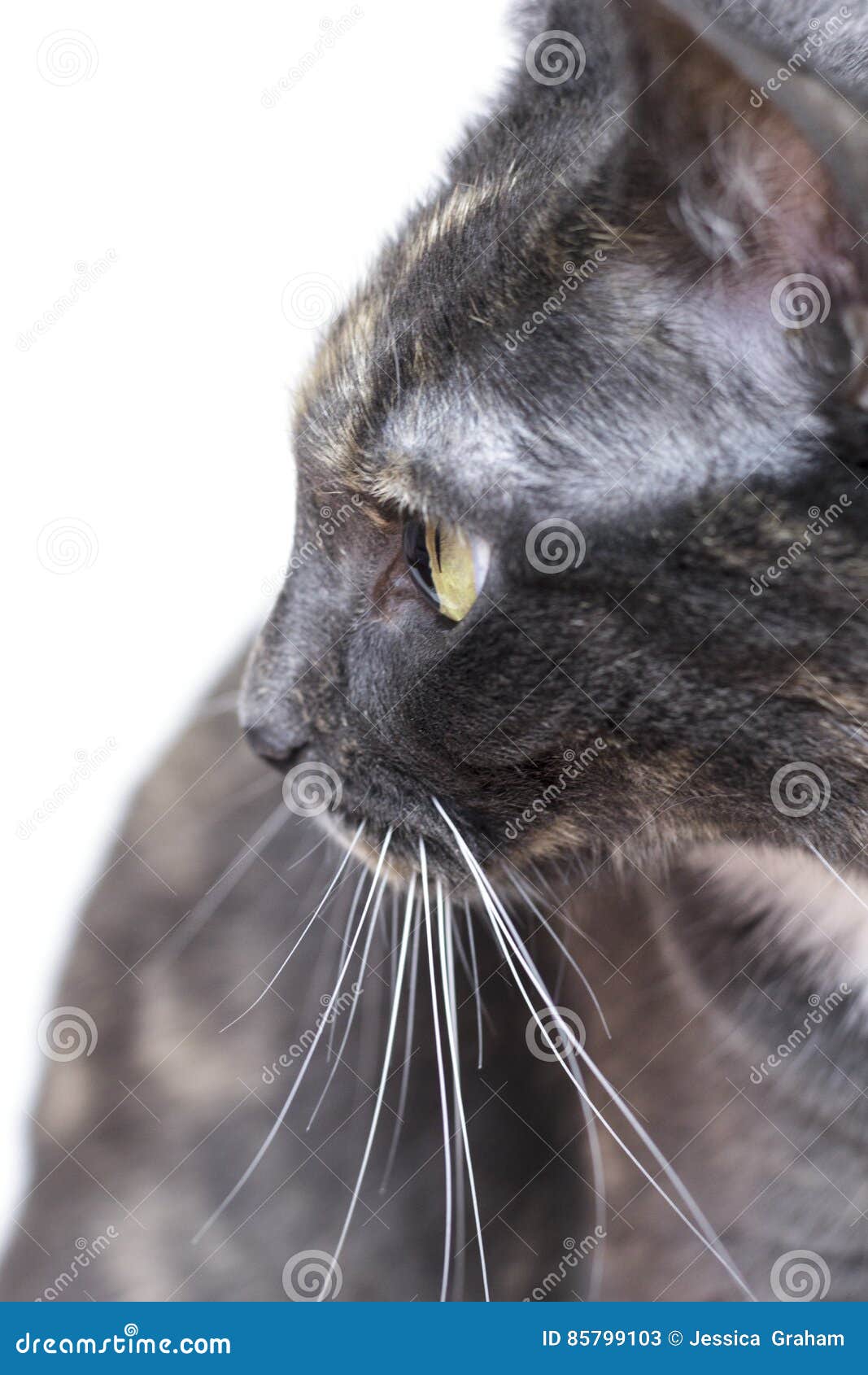 Cat Looking Over Shoulder Stock Images - Download 376 Royalty Free Photos