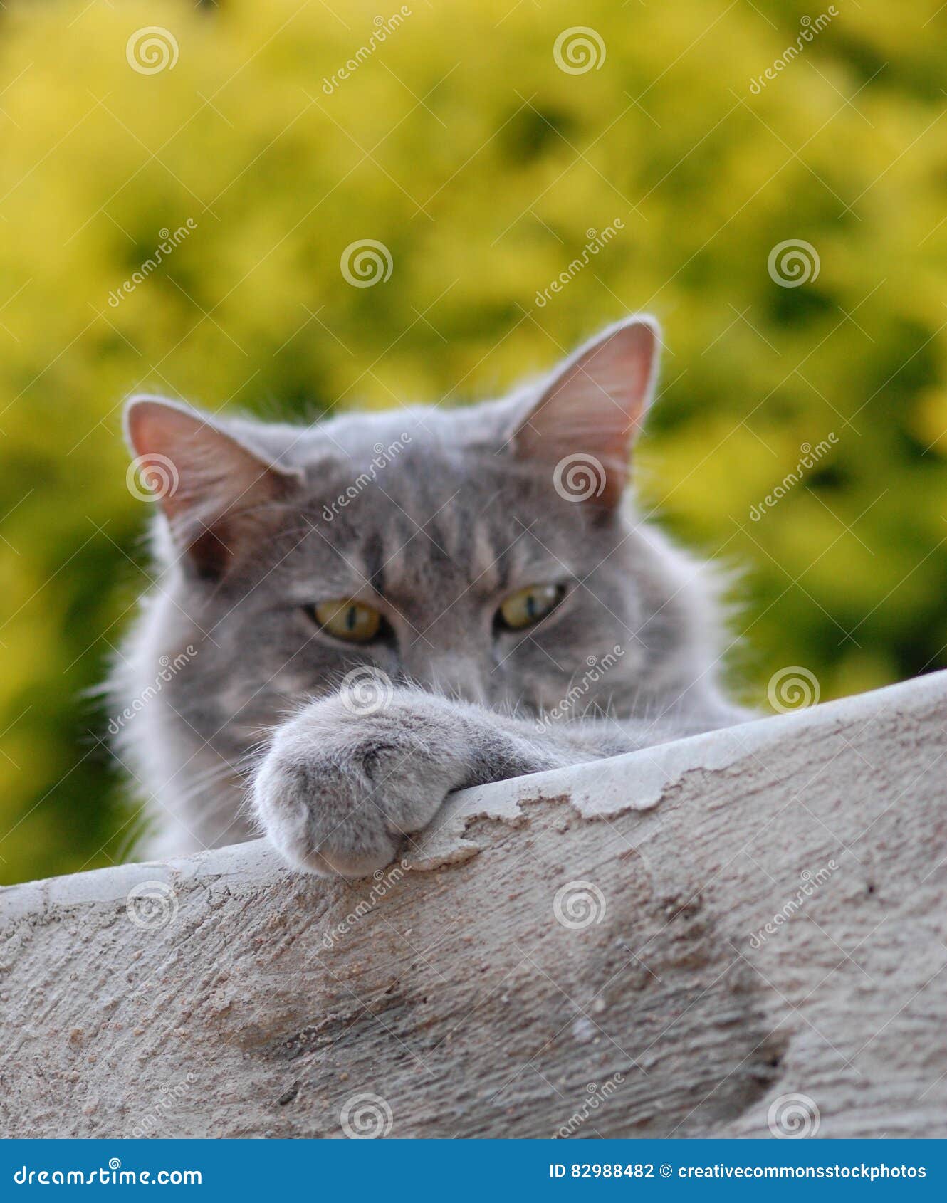 Cat Looking Over A Wall Picture. Image: 82988482