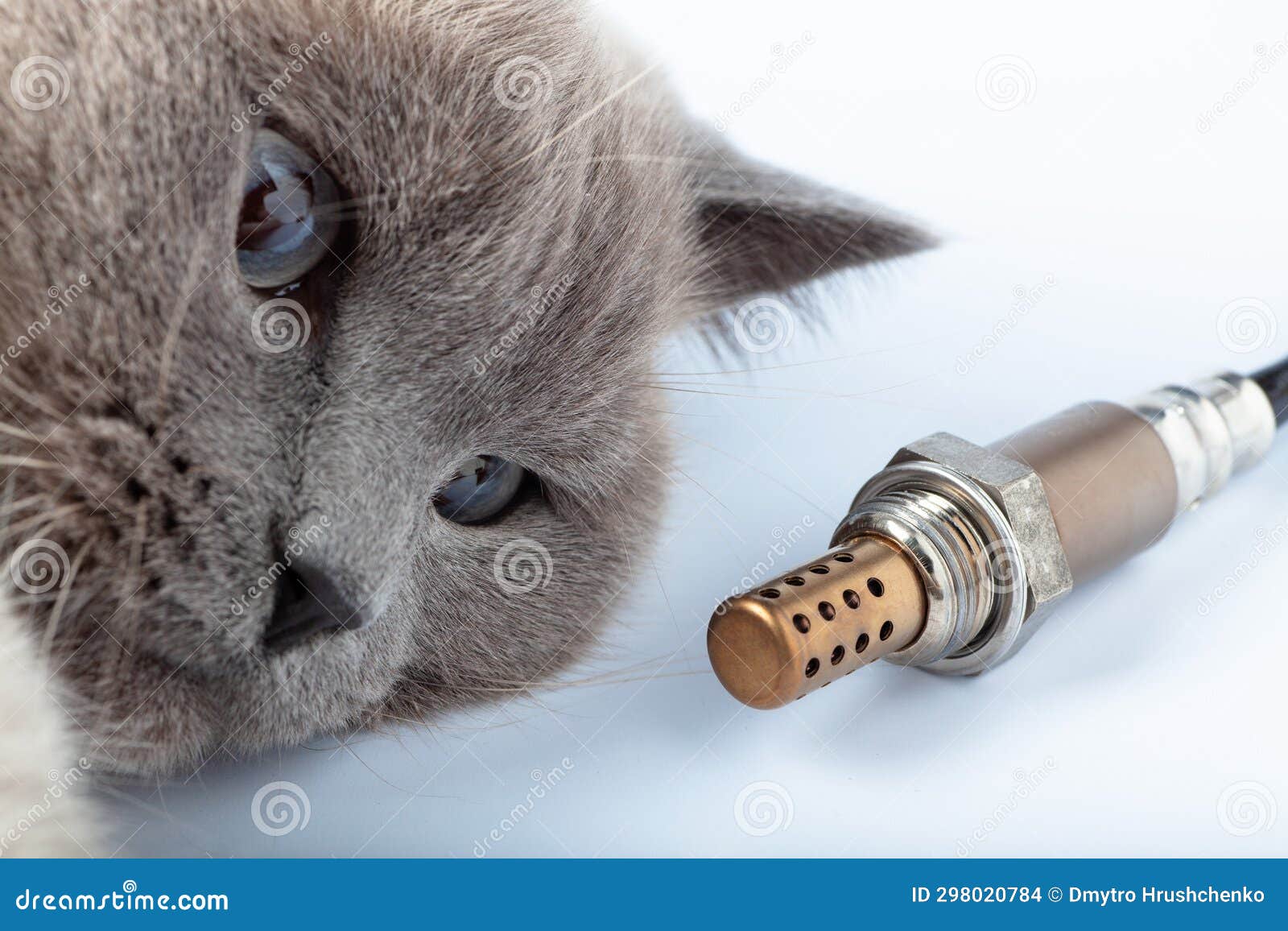Cat Looking at Oxygen Sensor Buyer Stock Photo - Image of electronic ...