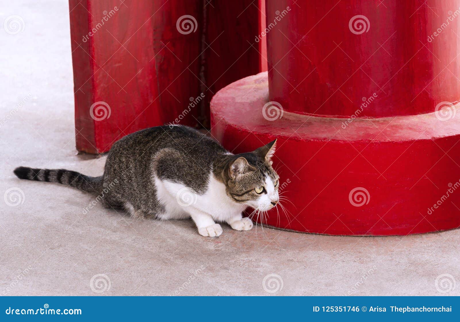 The Cat are Looking Ready To Catch What Something Movement. Stock Photo ...