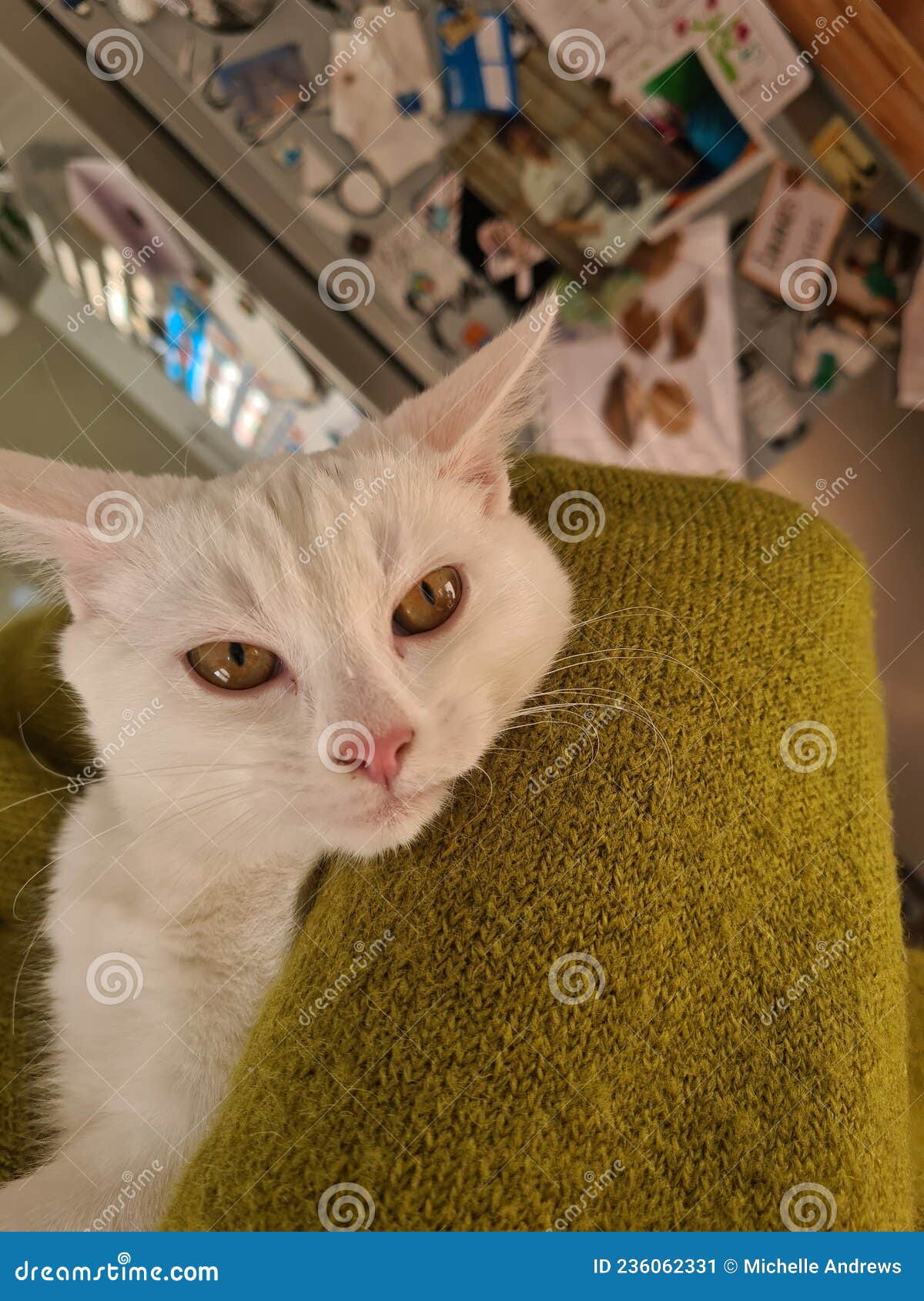 Cat Looking Sleepy or Grumpy on a Person& X27;s Arm Stock Image - Image ...