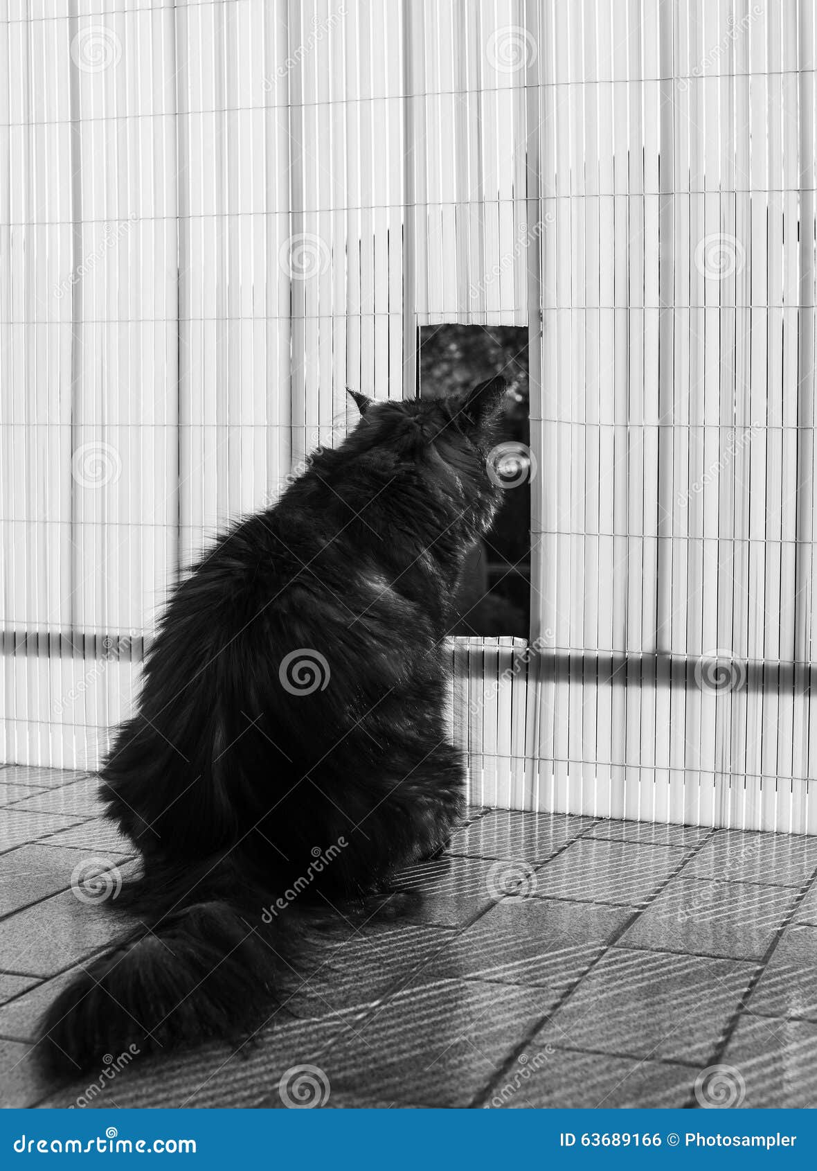 Cat looking through stock photo. Image of curiosity, purebred - 63689166