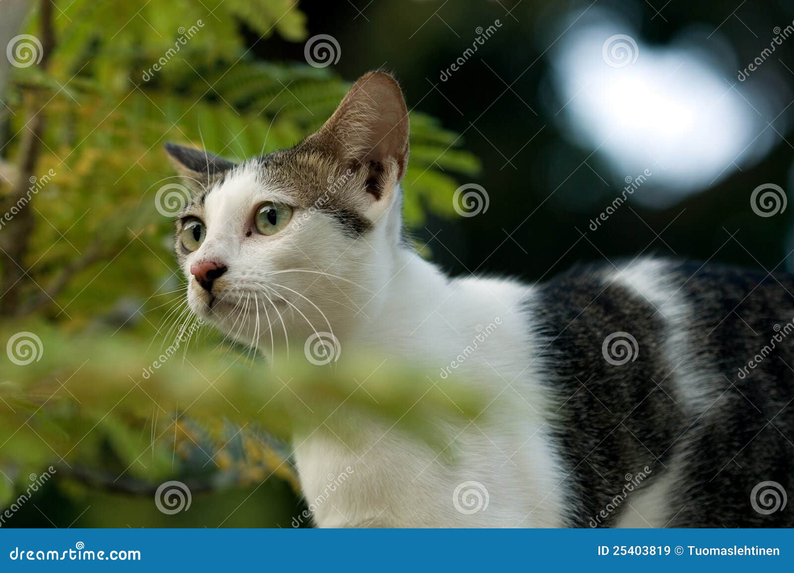 Cat looking at something stock image. Image of stare - 25403819