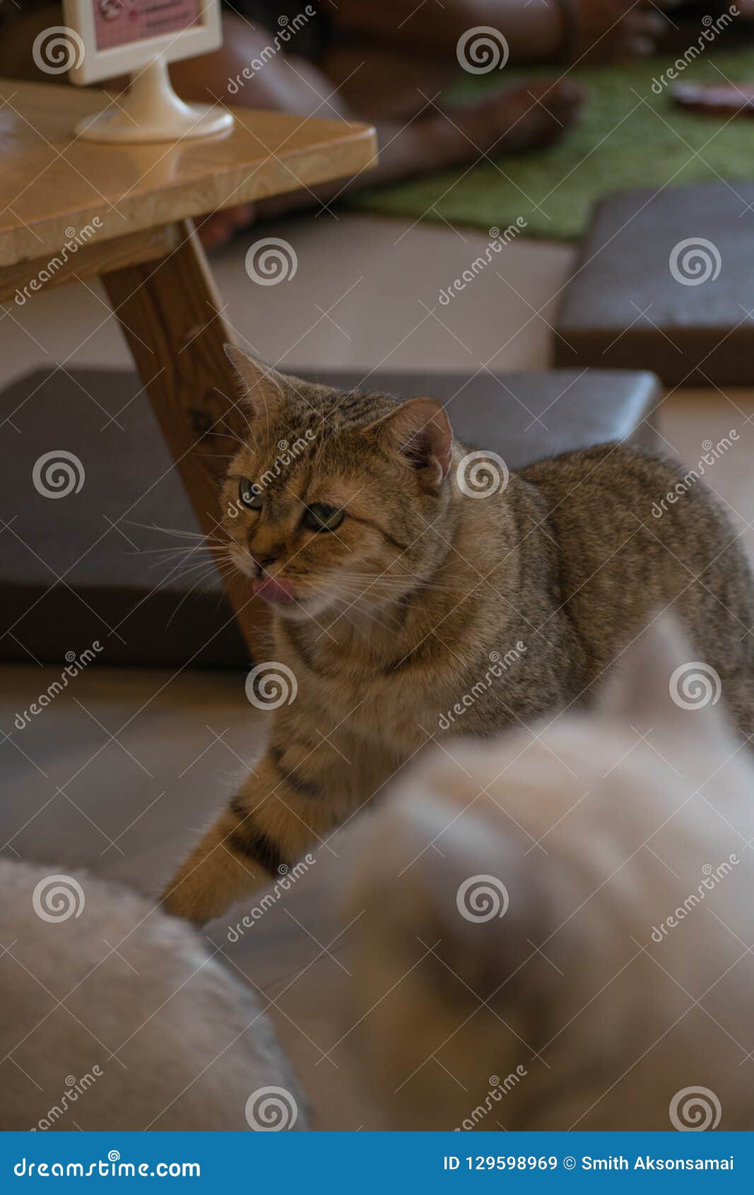 Cat are looking something stock image. Image of close - 129598969