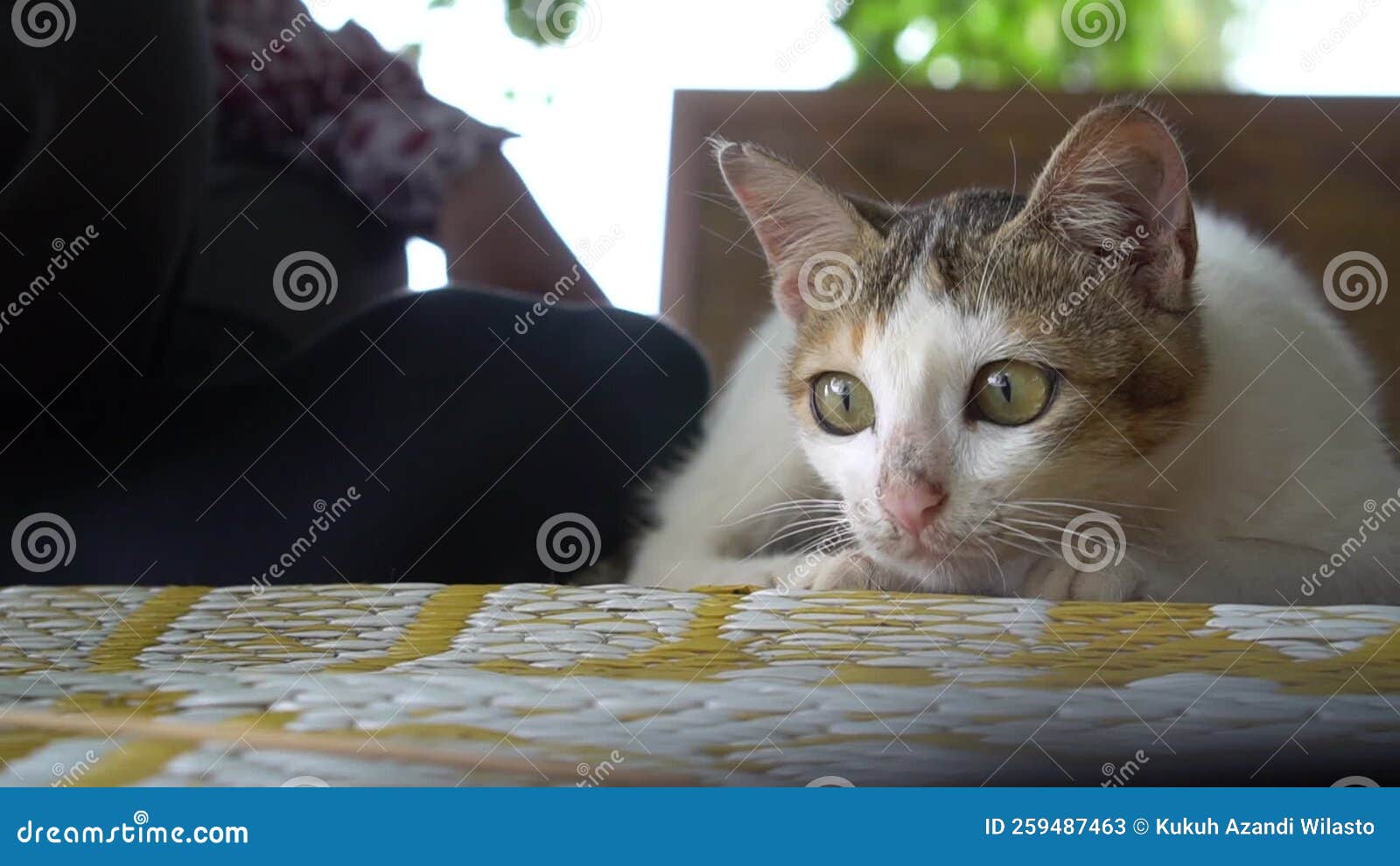 A Cat is Looking at Something with Focus Stock Video - Video of white ...