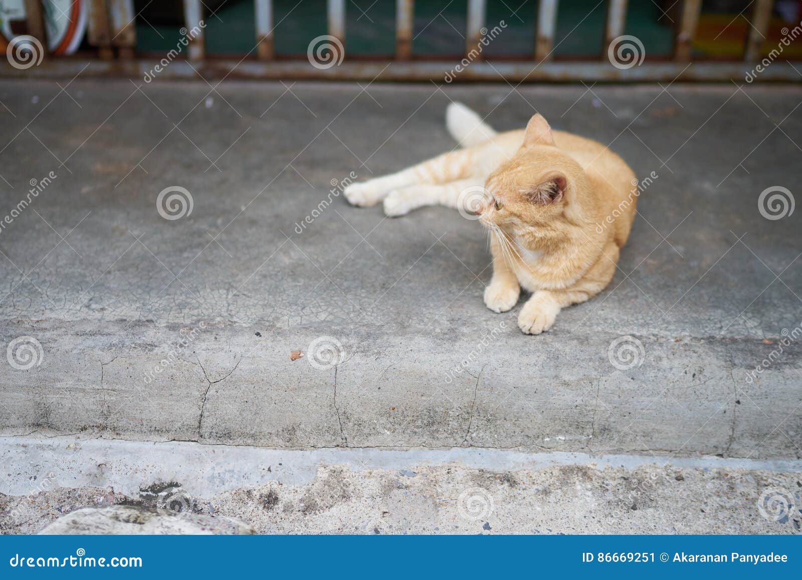 Cat Looking for Something Interest Stock Image - Image of eyes, head ...