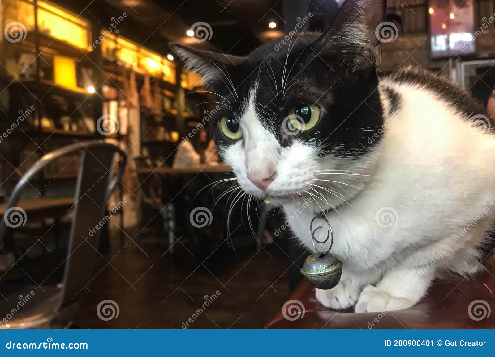 A Cat Looking at Something with Wonder Stock Image - Image of domestic ...